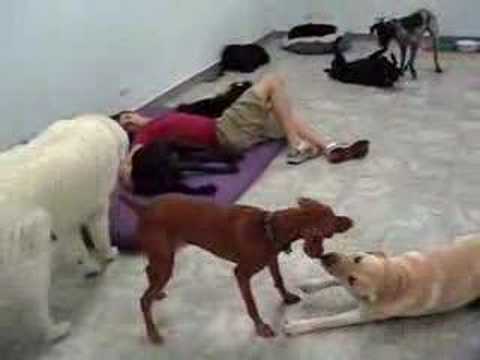 Affectionate Pet Care - Big Dogs during Nap Time