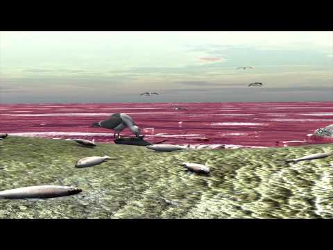'Red tide' algal bloom remains off southwest Florida coast