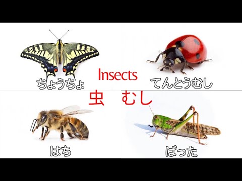 Name of Insects in Japanese