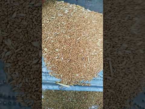 Wheat Sifting ASMR 💙 #shorts