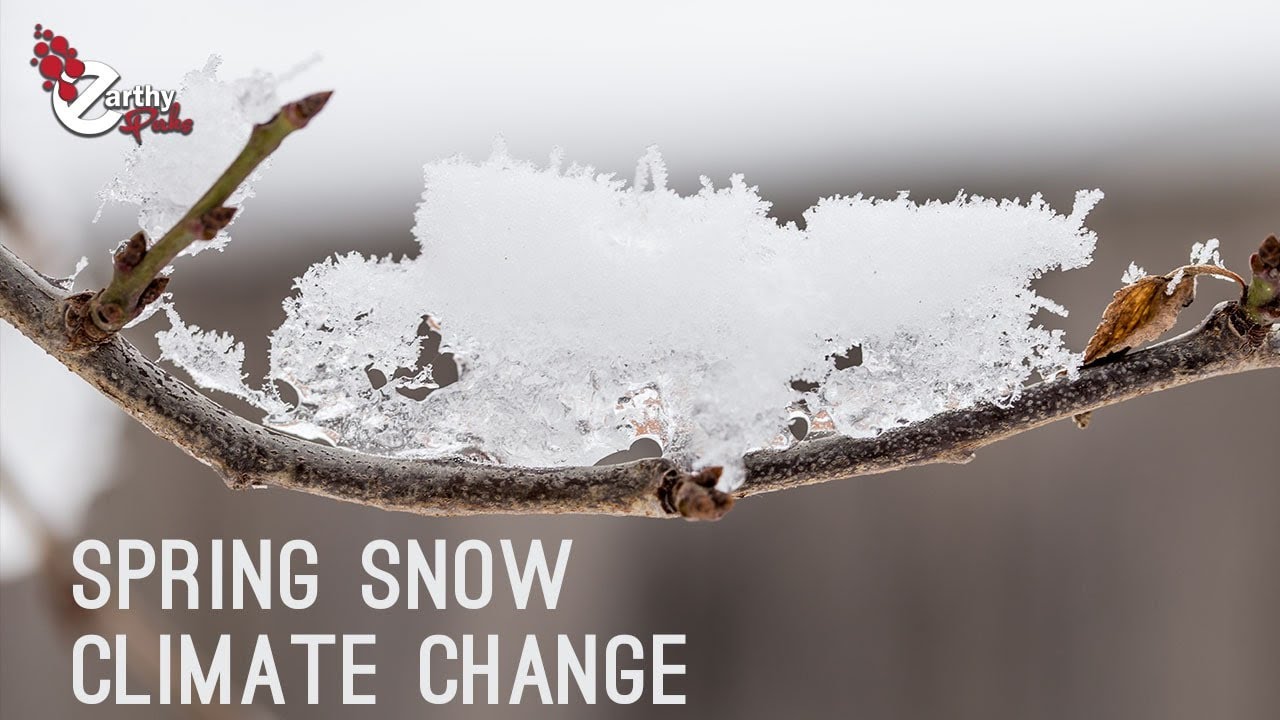 The Crucial Role of Spring Snow Cover in Climate Change | Galaxy.ai