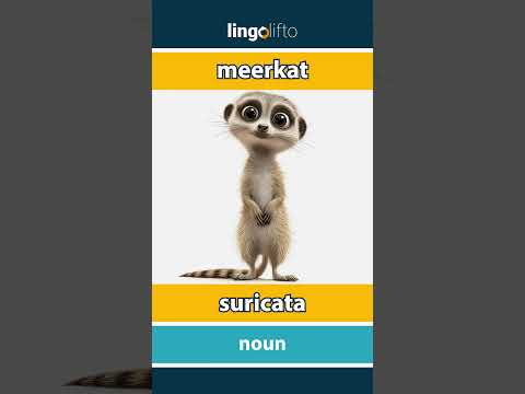 🇬🇧🇪🇸 meerkat - suricata : learn English : aprendamos inglés : vocabulary builder