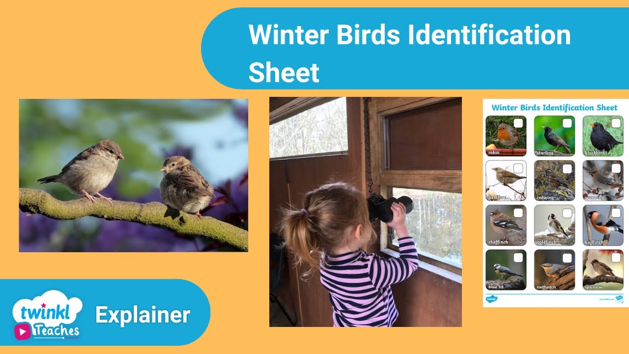 Winter Birds Identification Sheet