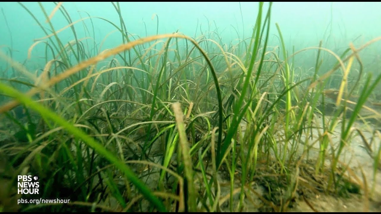 This aquatic grass could help shellfish threatened by ocean acidification