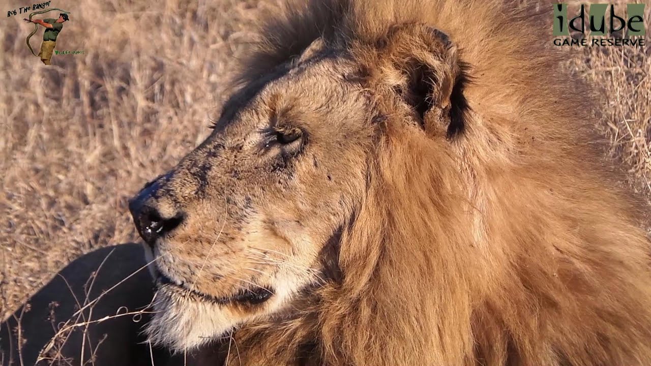 Majestic Male Lions In The Afternoon Sun