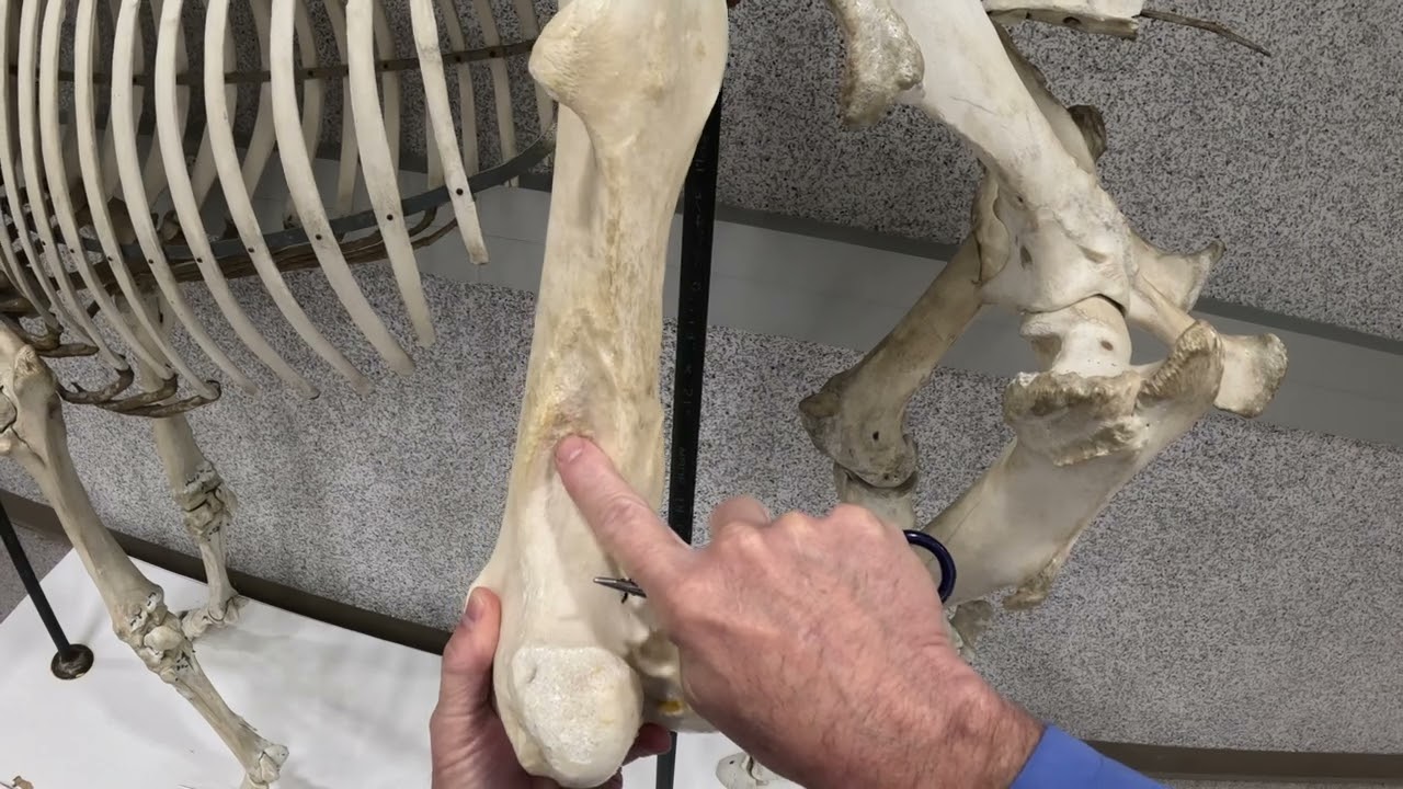 Equine Pelvic Limb Skeleton