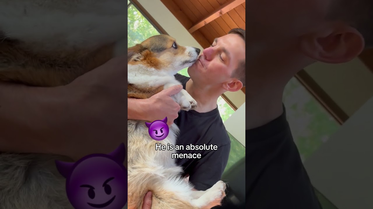 Corgis Have Big Personalities