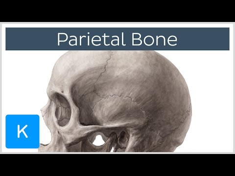 Parietal Bone - Definiton, Location & Sutures - Human Anatomy | Kenhub