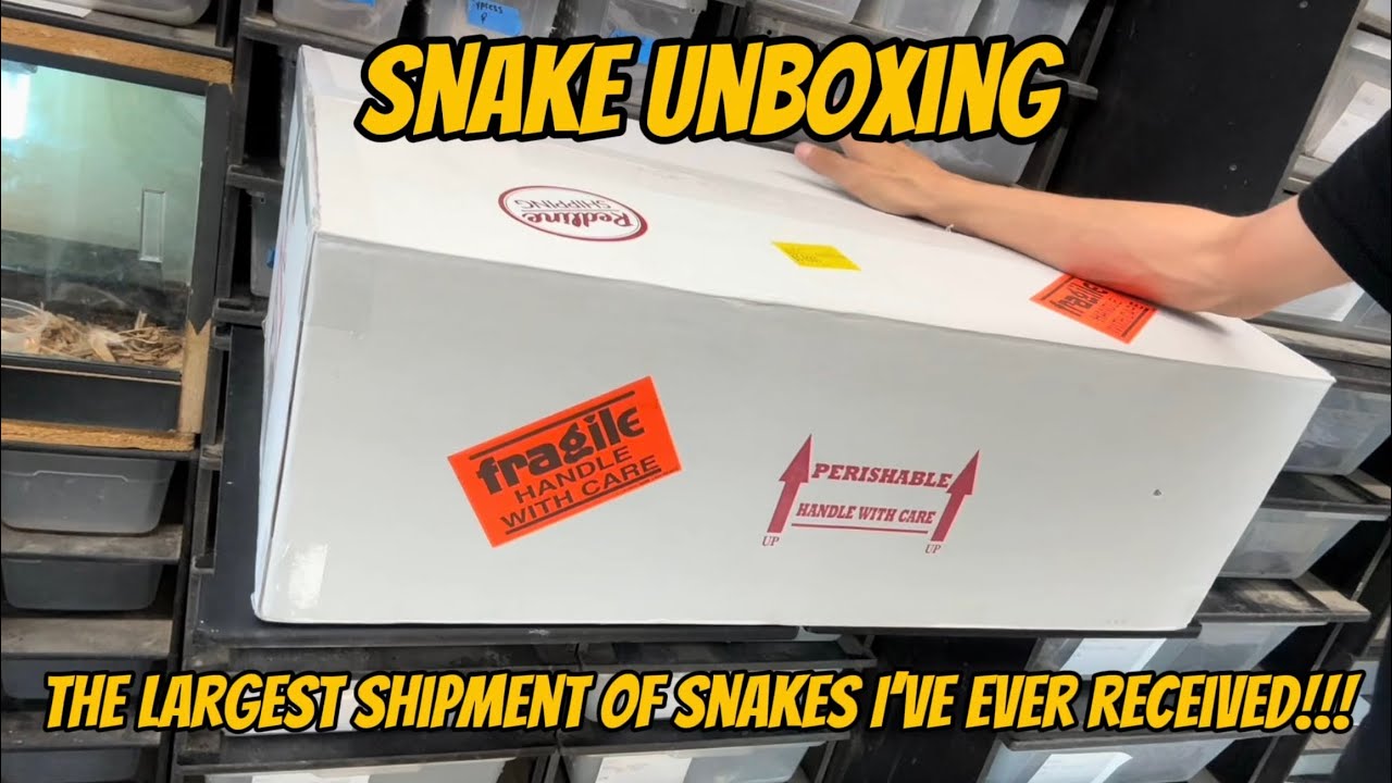 Huge Ball Python unboxing from @jsareptiles9015