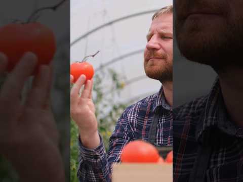 Could Tomatoes Be the Key to Preventing Prostate Cancer?