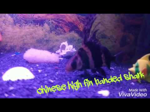 Chinese high fin banded shark - Arowana - Clown Knife fish together