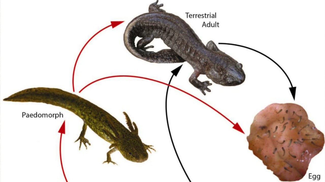 Salamanders / Nature Bites