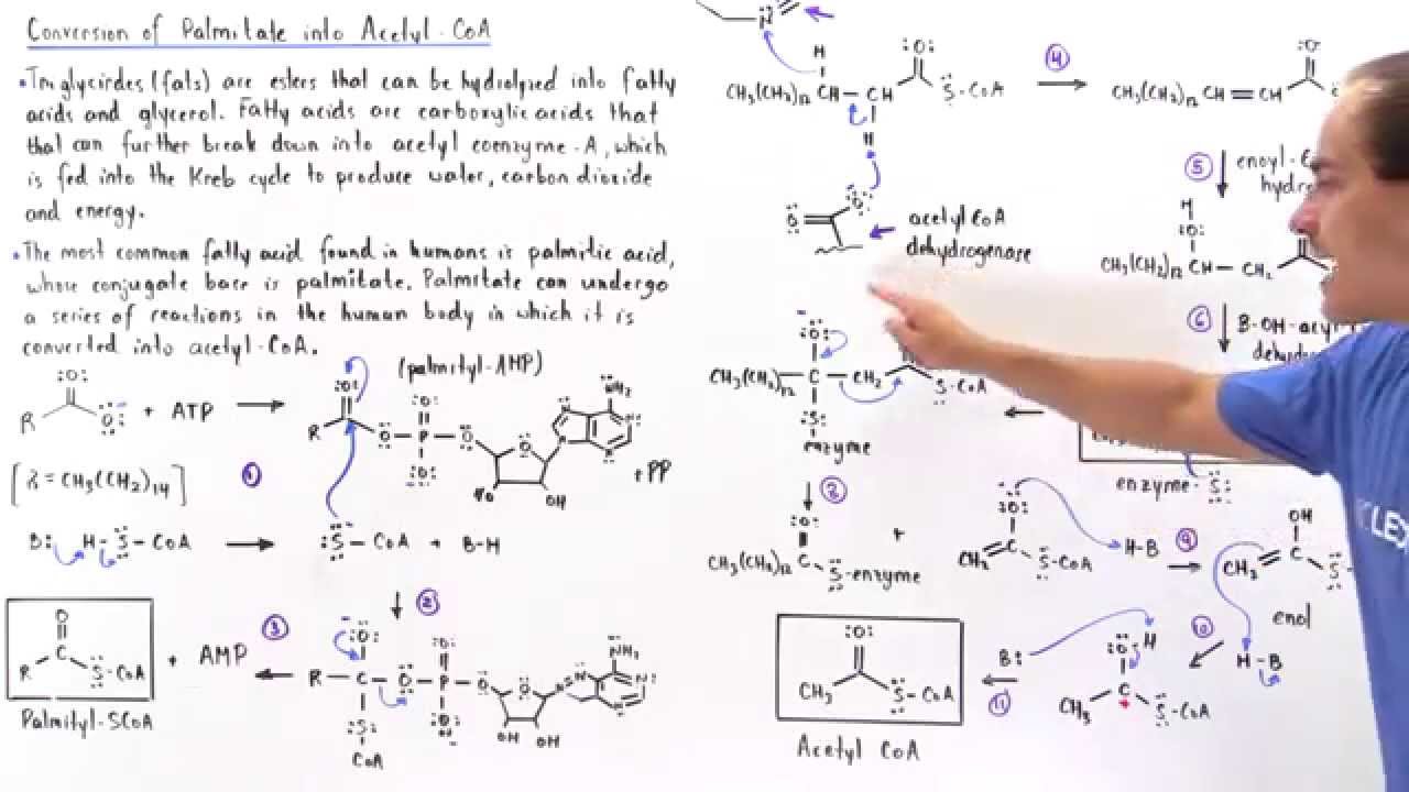 Conversion of Fatty Acids into Acetyl Coenzyme A