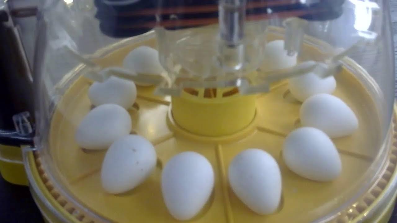 Randle Elementary Quails