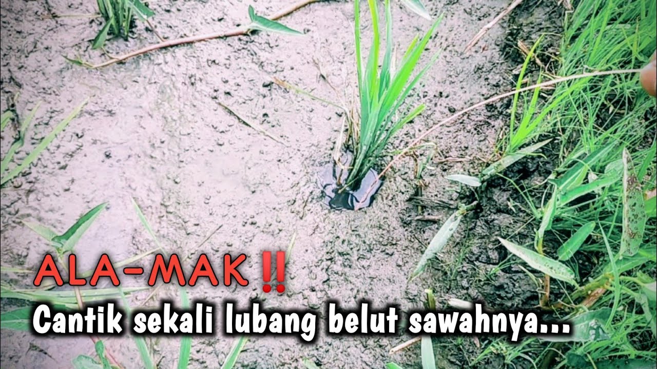SAWAH IDAMAN‼️TANPA PANCING PUN BISA DAPAT BELUT SAWAH