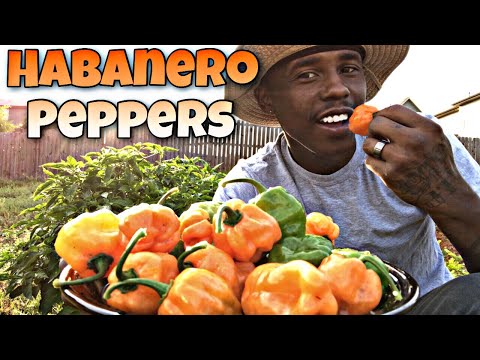 Harvesting Habanero Peppers | When is a Habanero Ready to Harvest?