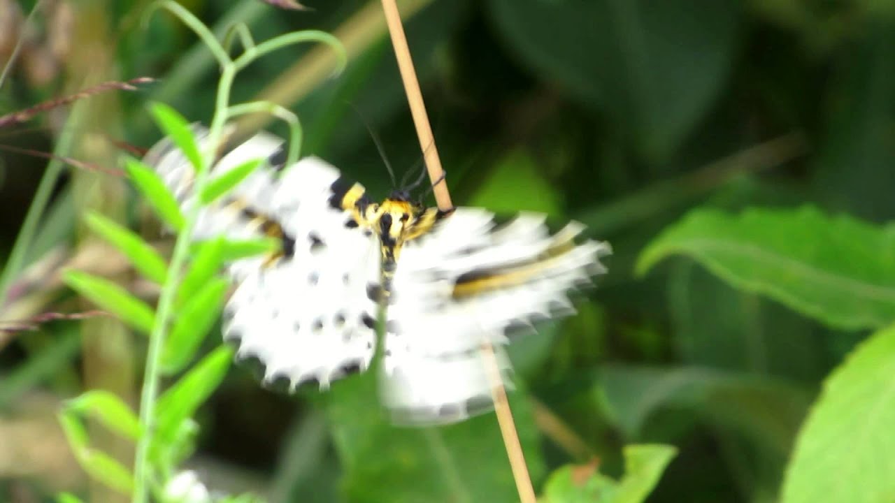 Magpie Moth
