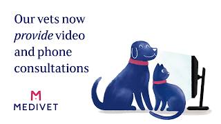 3 Best Vets in Ripon, UK - Expert Recommendations