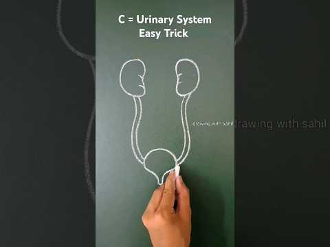 anatomy of urinary system #urinarysystem #structure #anatomy #diagram