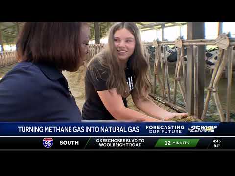 How Cows will Save the Planet: Turning Methane into Natural Gas