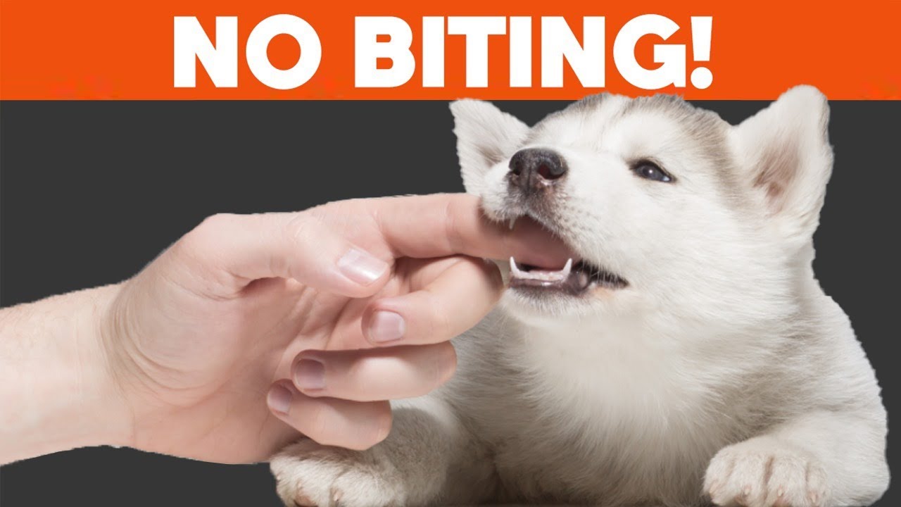 This Is HOW to Train a Puppy Dog to STOP Biting