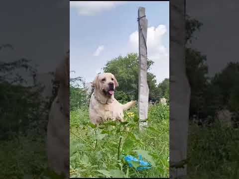 New lab only for stud available#lab #labrador