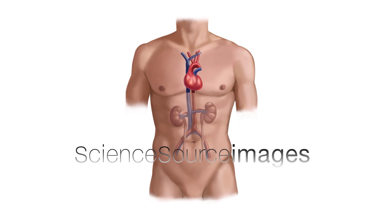 Internal Organs, Human Anatomy Illustration