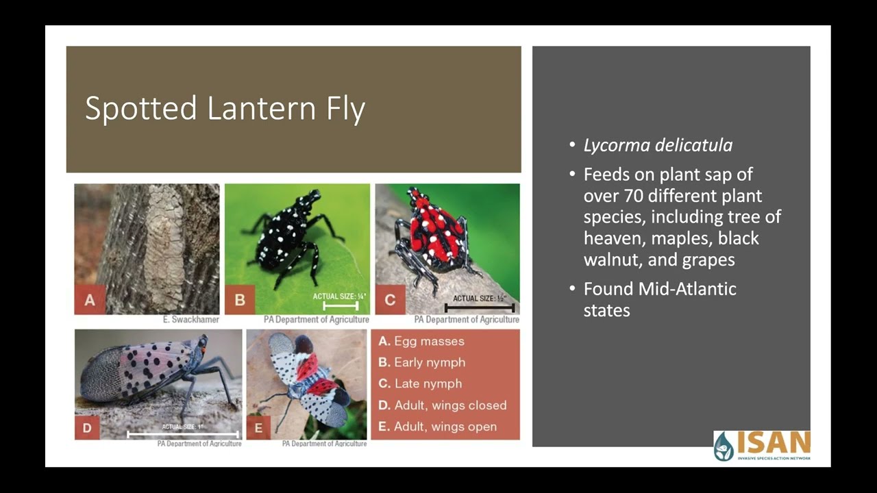 An Intro to Invasive Pests