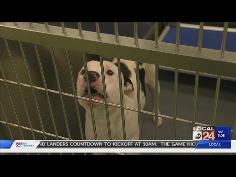 Memphis Animal Services announces "Name Your Price" adoptions through August 18th