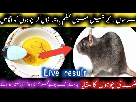 chuhy bhagany ka tarika|Homemade rat killer|kitchen tips 😨|@fatimakitchenhacks553