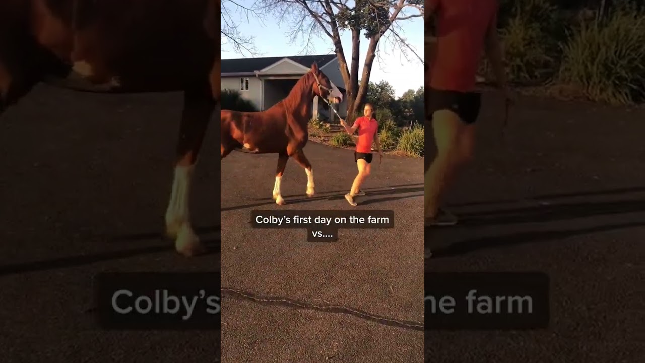 Linktree in bio to keep Colby and Ally together. #GonnaKnow  #keepcolby #equestrian #horserescue
