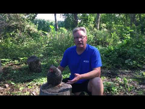 Marek's Disease In Chickens - Our First Case - Mareks Chicken Disease