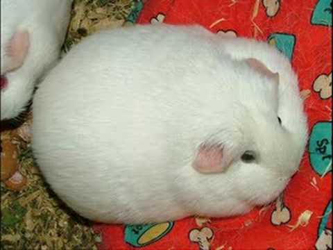 Really Really Cute Pictures Of Animals