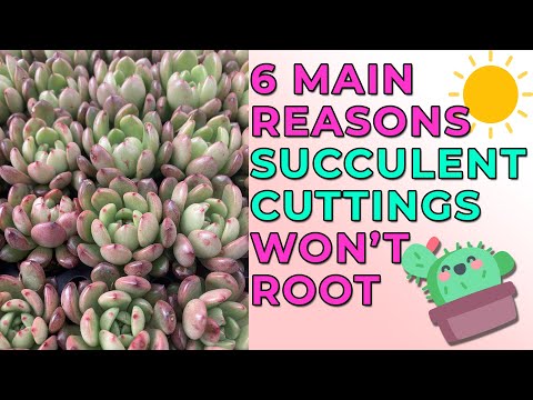 Main Reasons Succulent Cuttings Won't Grow Roots
