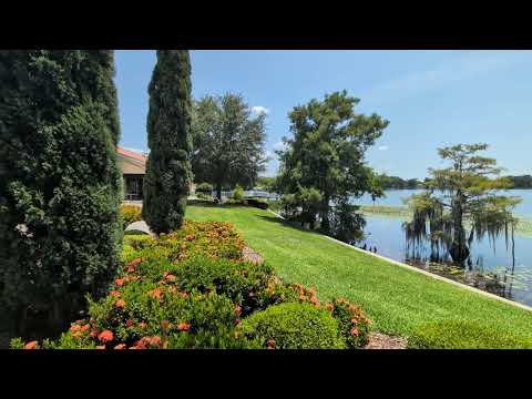 Italian Cypress Trees, Bald Cypress Trees in Lake Killarney & Boat Tailed Grackles on Plants!