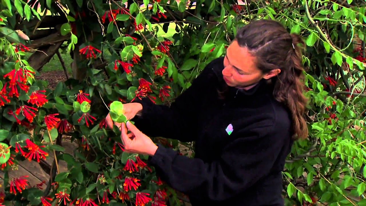 Native Honeysuckle