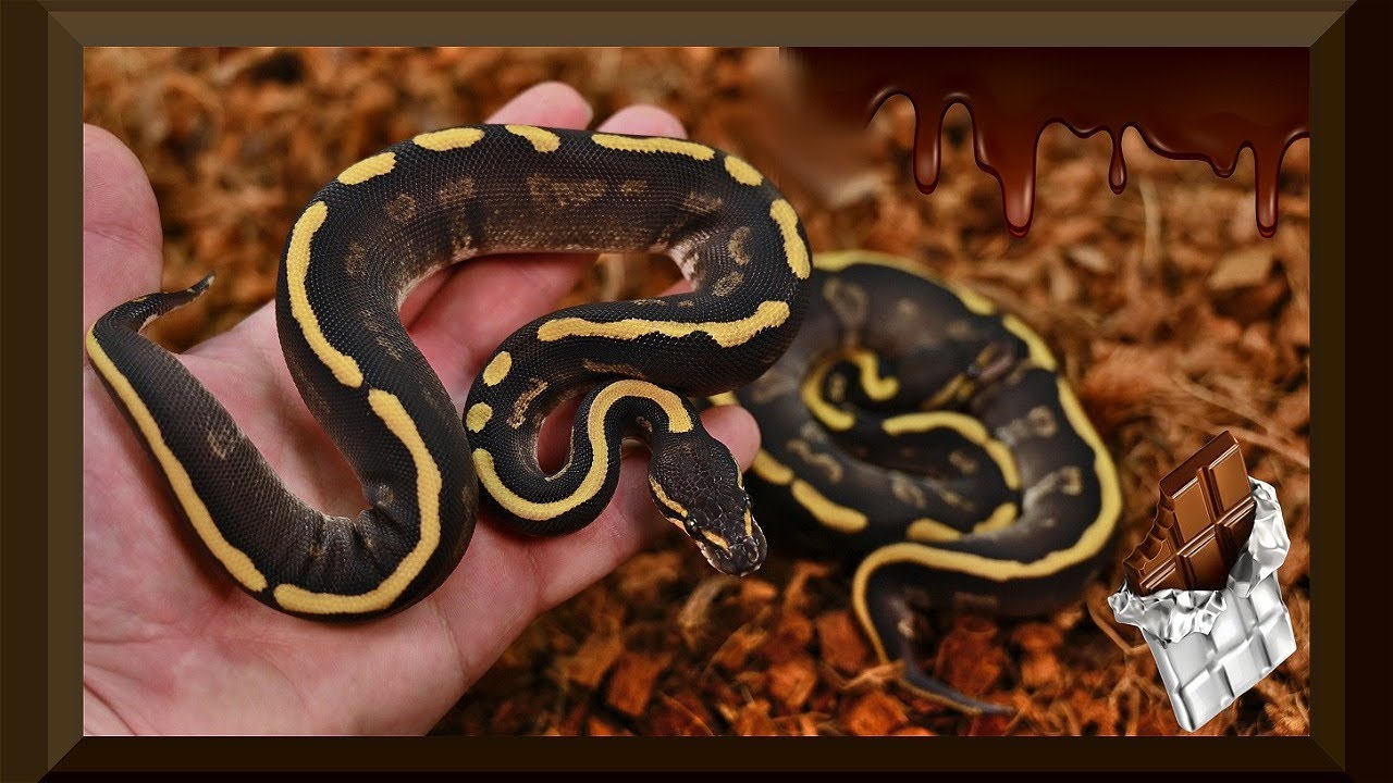 Relaxing Friday night video for your viewing pleasure 🔥 - Ball Pythons ...