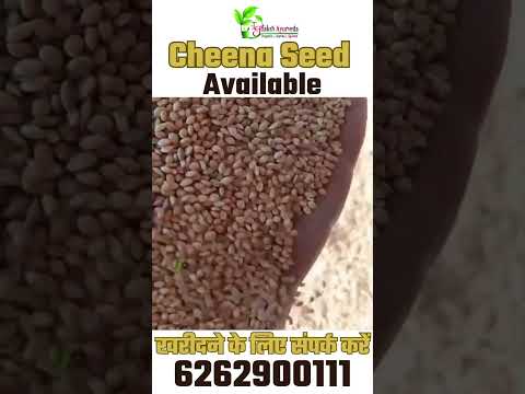 Foxtail Millet - Wholesale Price & Mandi Rate for Kangni Seeds
