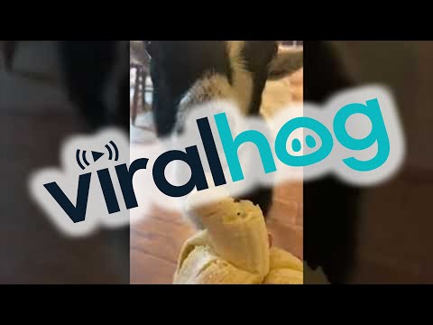 Baby Nigerian Dwarf Goat Noms on Banana || ViralHog