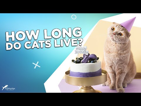 How Long Do Cats Live ā Feline Average Life Expectancy