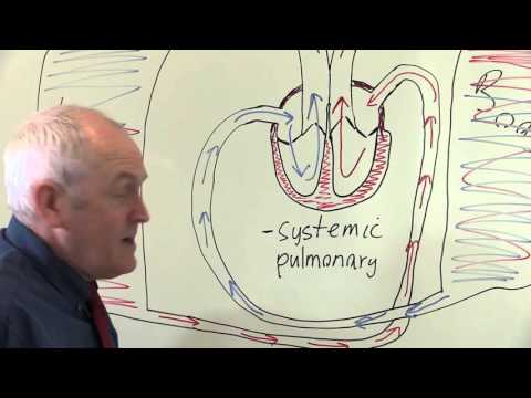 Circulation of the blood around the body