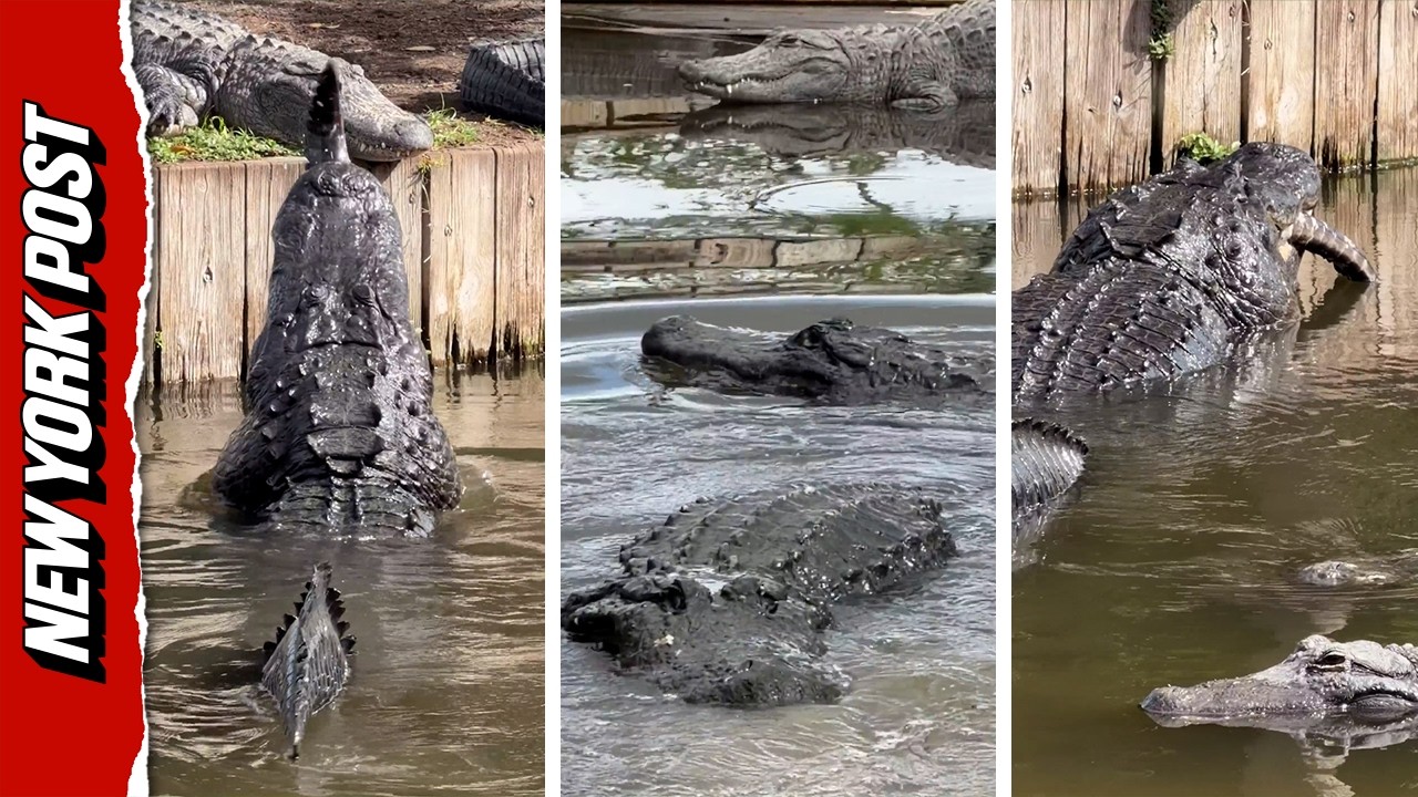 Wild Footage Shows Cannibalistic Alligator Devouring Smaller Gator