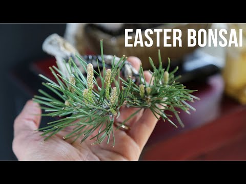 IN YOUR GARDEN ADD A BONSAI