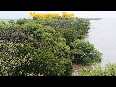 Mangrove Tree | Mangrove Forest | Rhizophora mangle (Red Mangrove) | Genus Avicennia