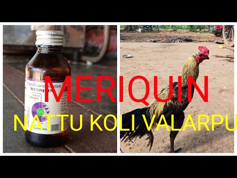 Enrofloxacin Injections - Enrofloxacin Injection IP Latest Price ...