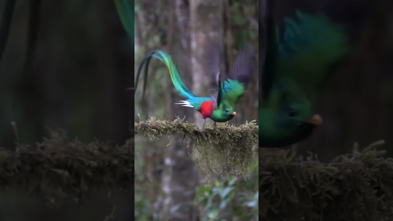 A Rare Glimpse of Male Quetzal's Flight