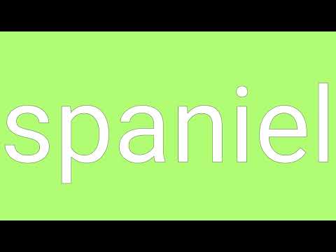 Spaniel Definition & Meaning