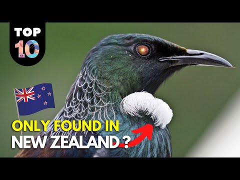 10 Animals ONLY Found in New Zealand π³πΏ