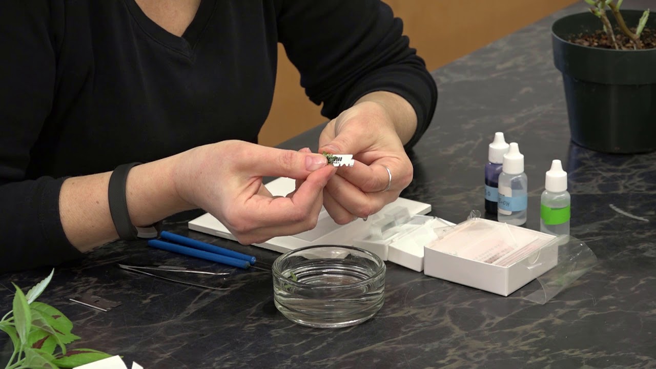 Episode 5: Making cross-sections by hand (stems)