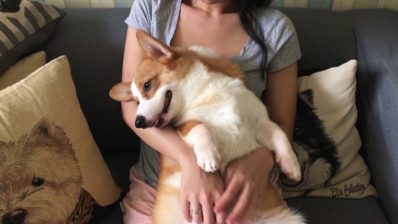 Aimithecorgi: cuddling with mommy